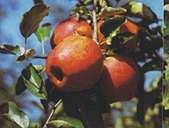 Jonagold - eno najbolj okusnih in priljubljenih jabolk